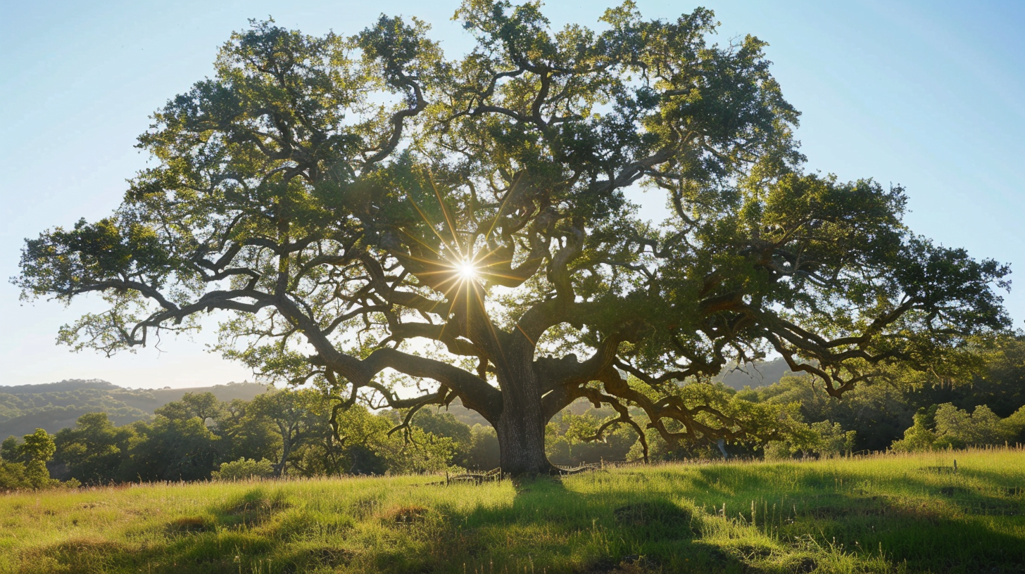Can Oak Trees Be Tapped for Syrup? Exploring the Possibility - Aborodyssey