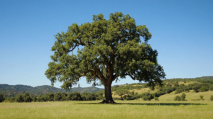 How to Identify Different Types of Oak Trees: A Comprehensive Guide ...